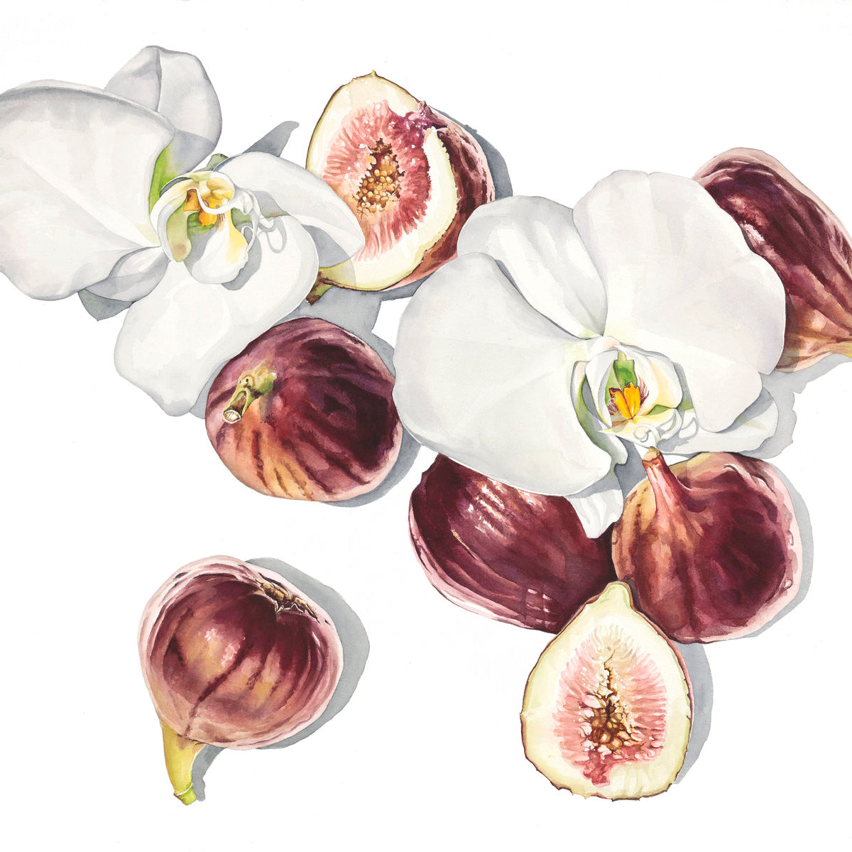 In bloom – PIP SPIRO